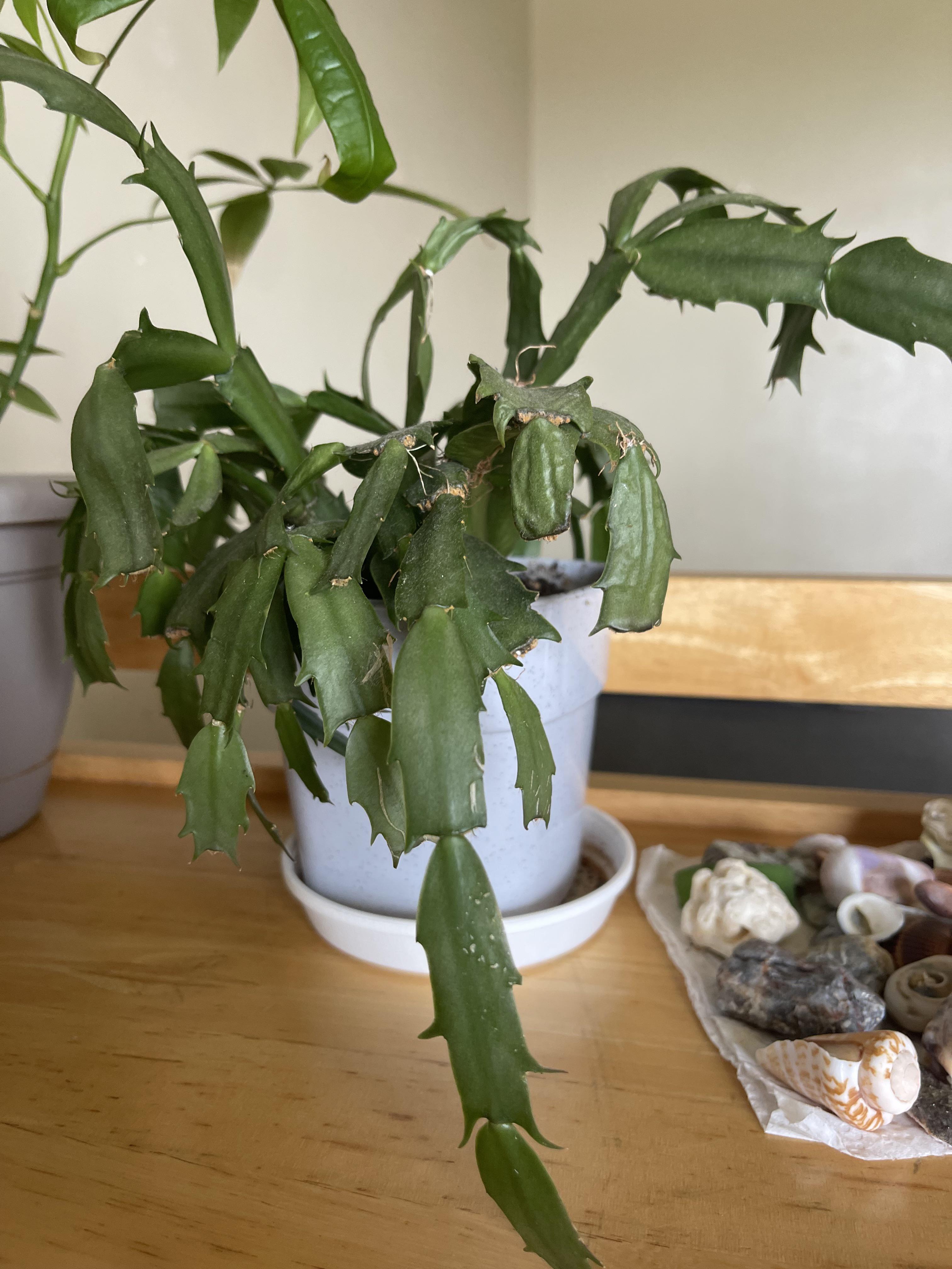 Plant ID | Scrolller
