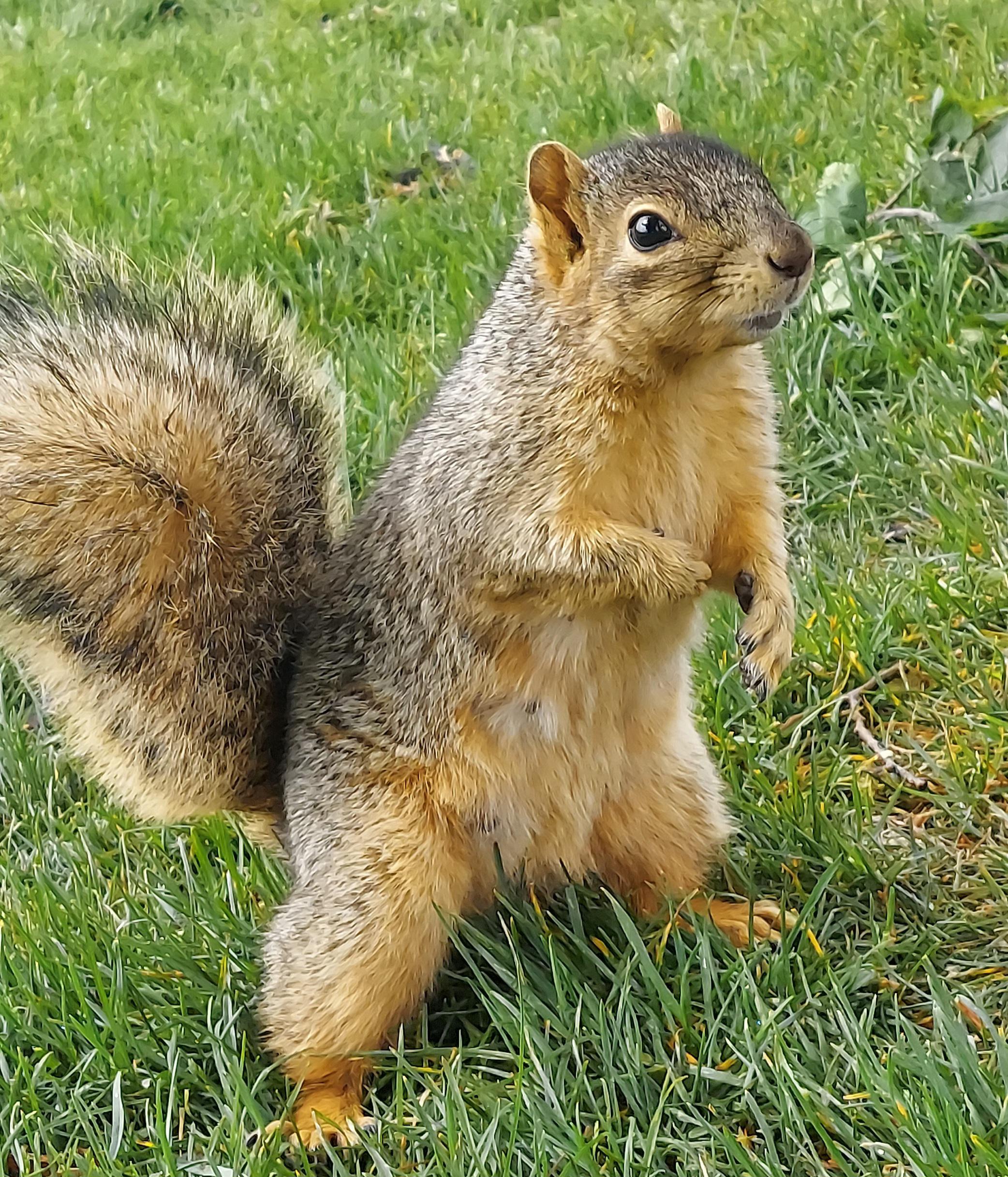 Salt lake Squirrel | Scrolller