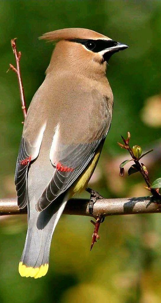 Cedar Waxwing | Scrolller
