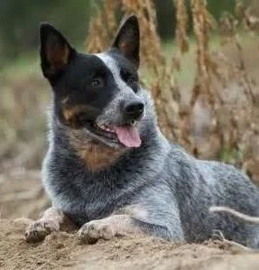 This Cute Australian Cattle Dog 🐶 | Scrolller
