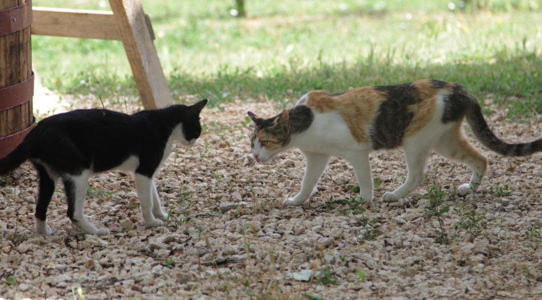 Cat fight | Scrolller