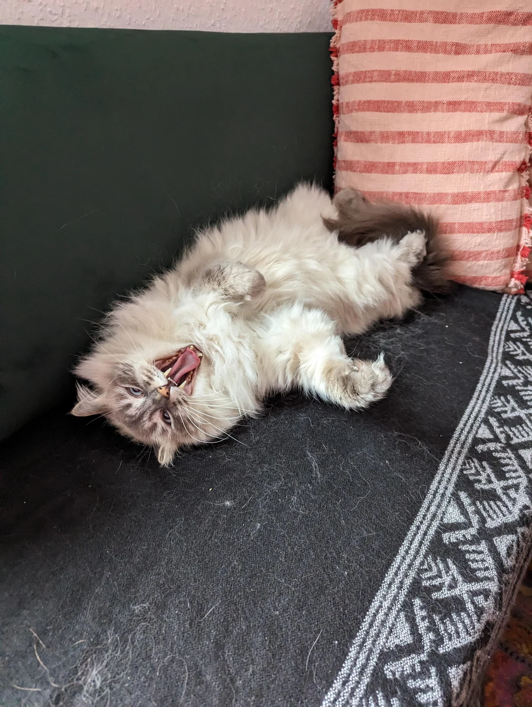 Ferocious beast 🥰 | Scrolller