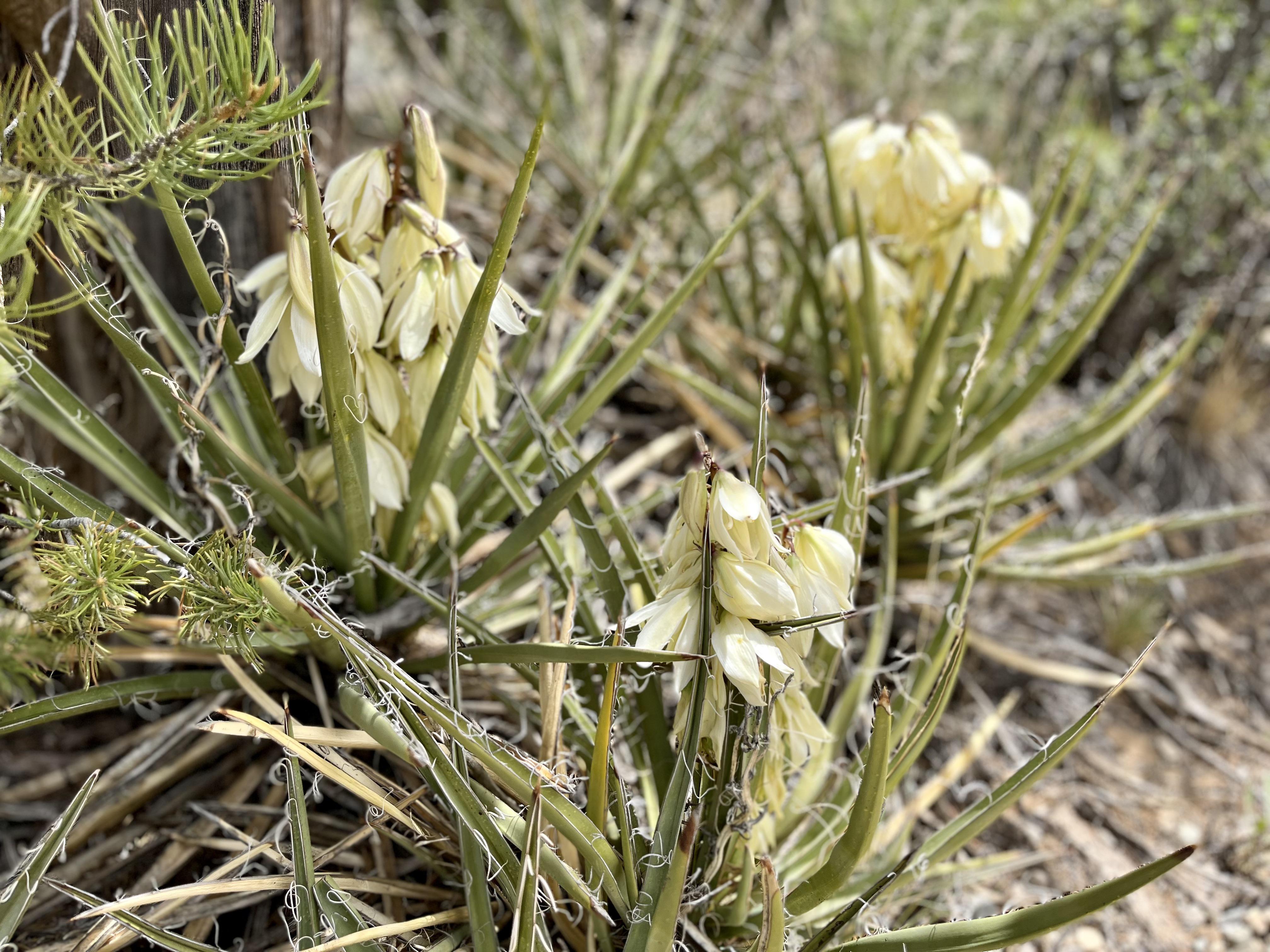 Yucca in Mesa Verde NP | Scrolller