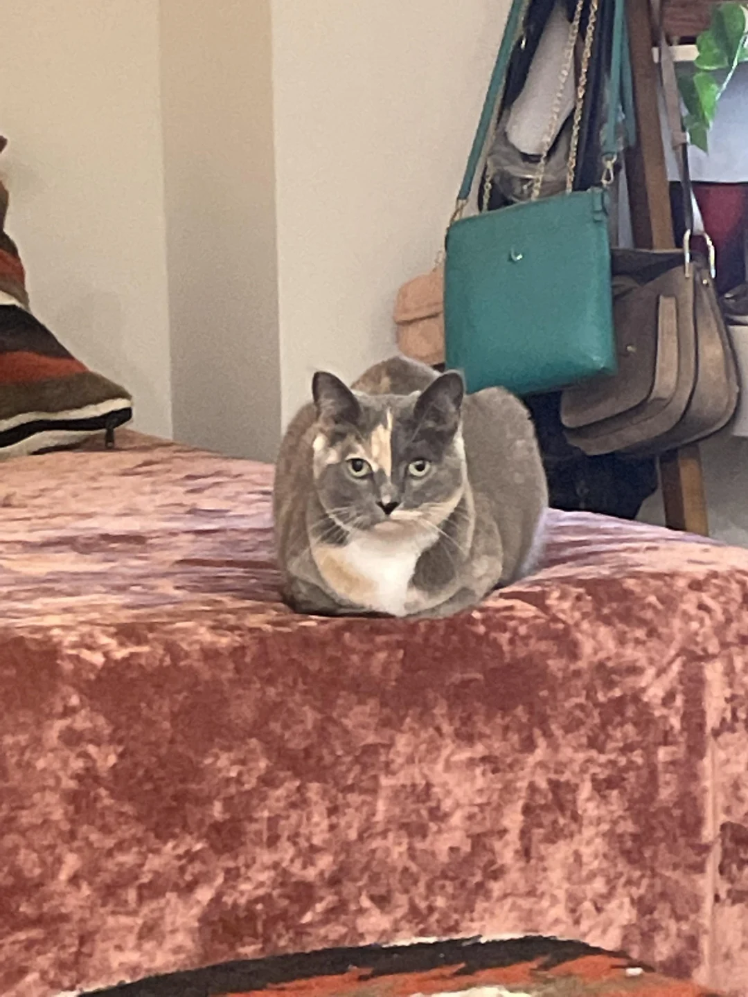 Discover more like Catloaf: Marbled Rye Loaf and Related Content | Scrolller