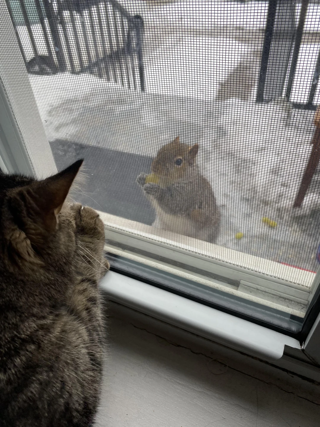 Squirrelly Dan Taunting the cats again. | Scrolller