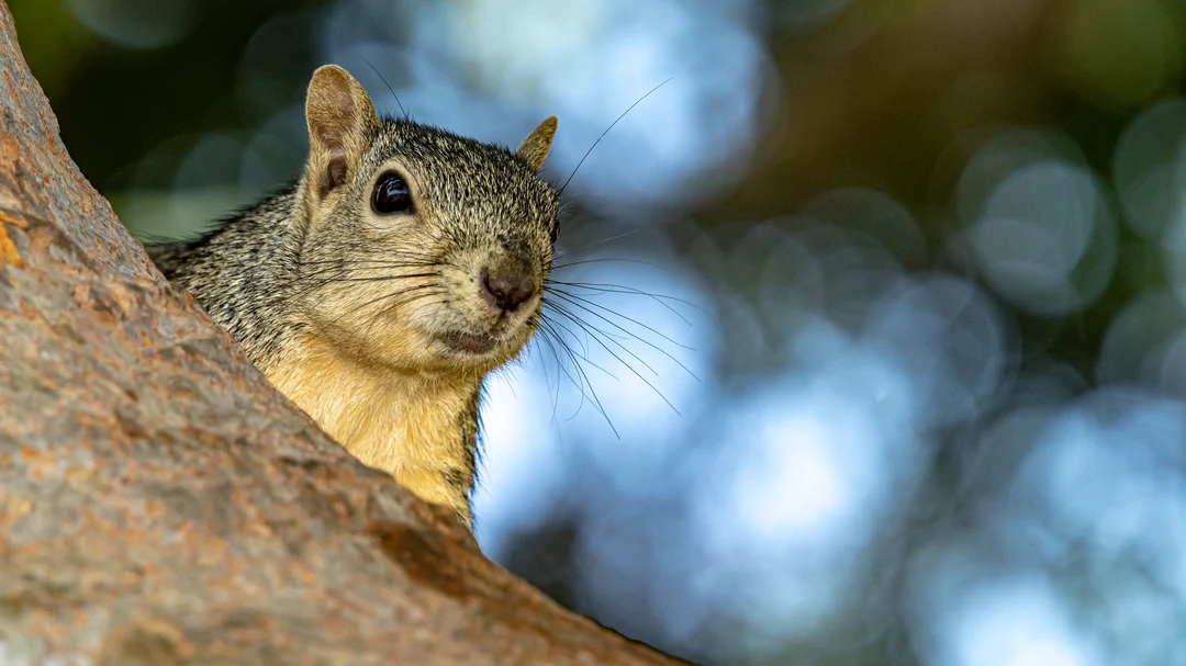 Squirrel | Scrolller