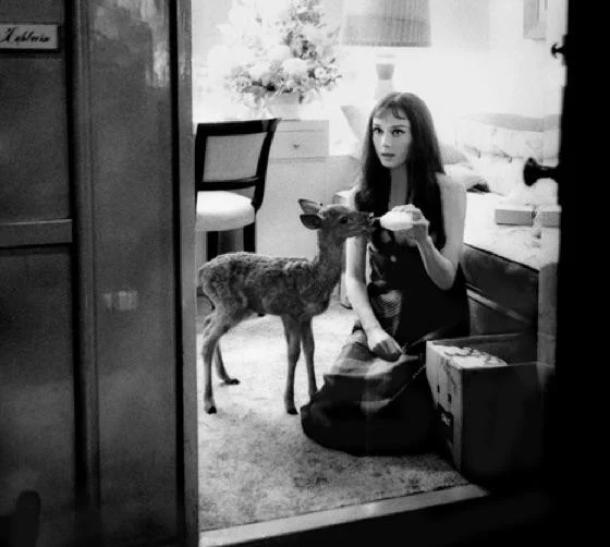 Audrey Hepburn bottle feeding her pet fawn, Pippin circa 1958 | Scrolller