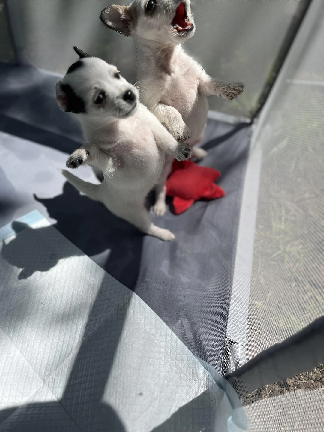 Token and Ella wanted to recreate the Barbie dogs | Scrolller