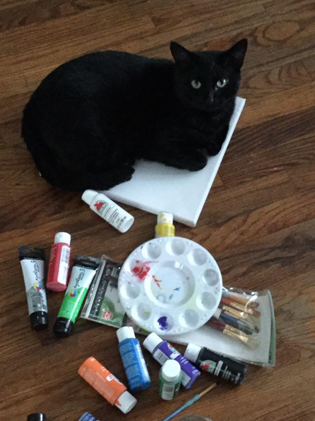 Here is Midnight and his 3/4 loaf, censoring my creativity. | Scrolller