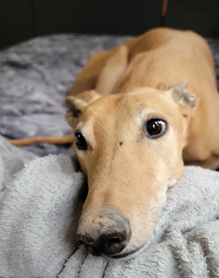 We thought the new pup was digging up the yard, but we caught Leopold today! | Scrolller