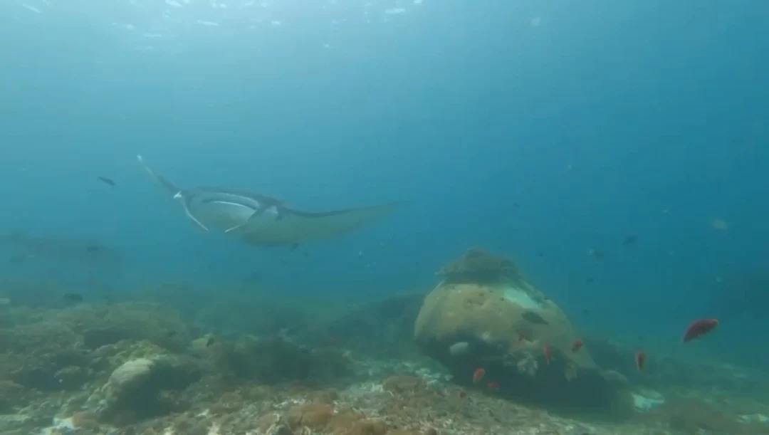 Manta Rays in Komodo | Scrolller