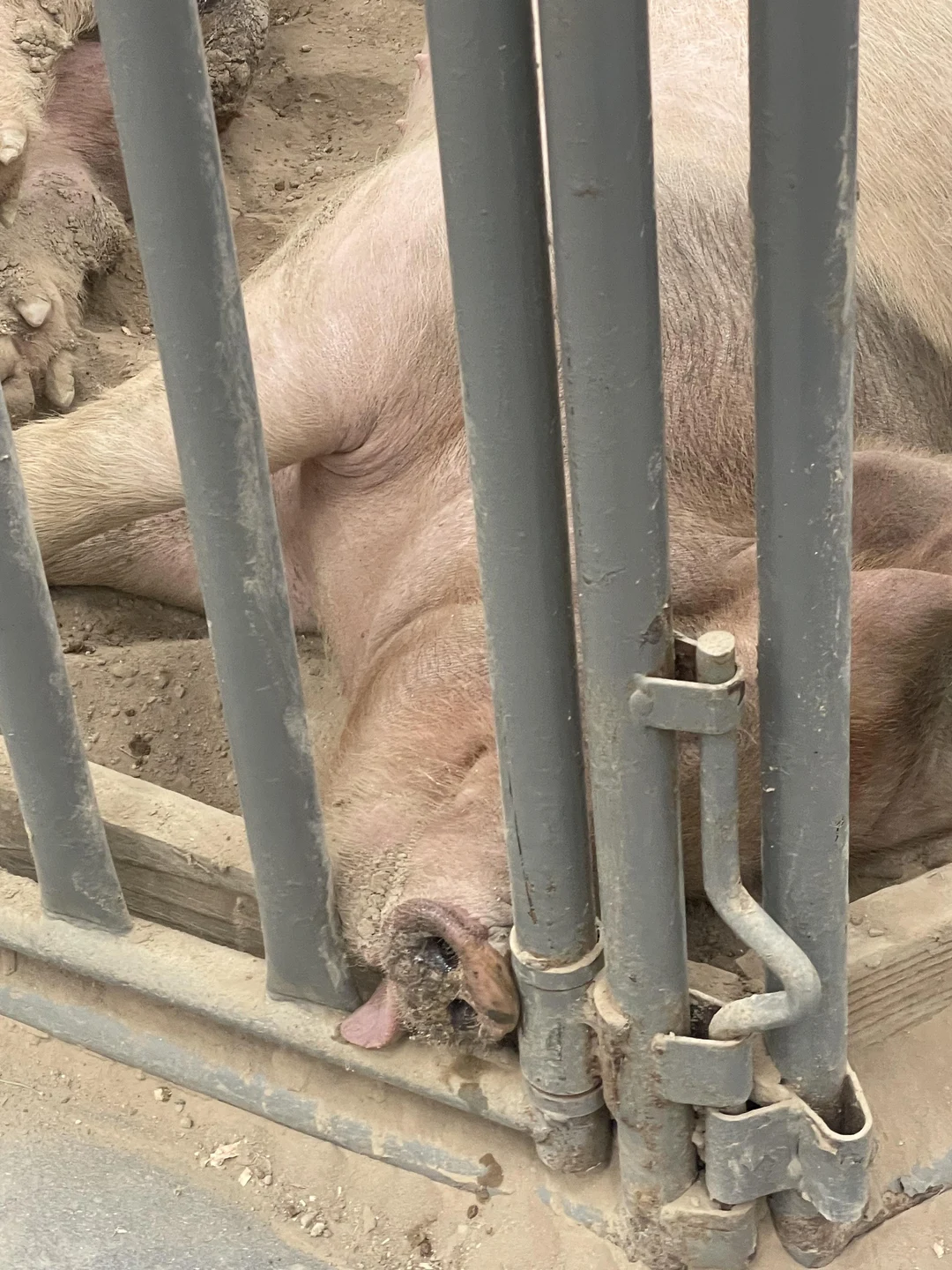 derpy pig | Scrolller