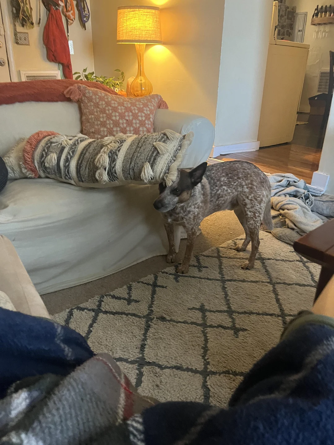 He had a thought mid nest build and stood there like this for a good 10 seconds. | Scrolller