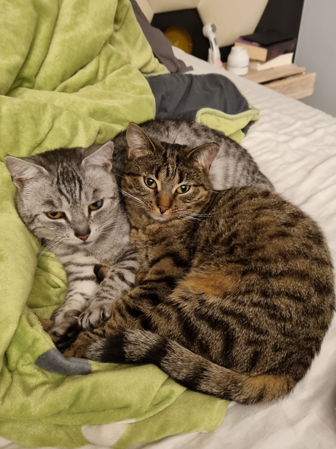 My tabby collection | Scrolller