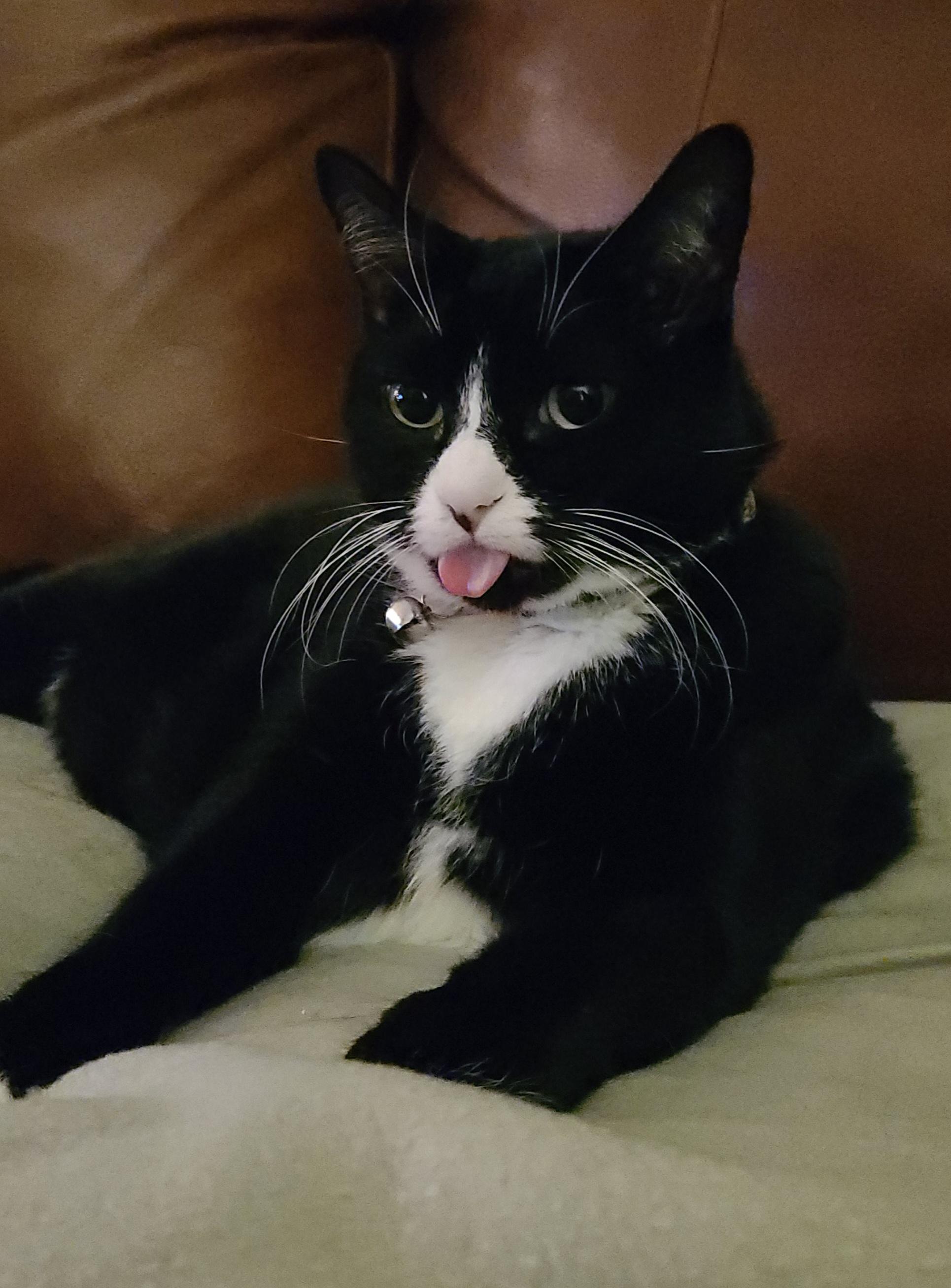 Quinn's Big Blep | Scrolller