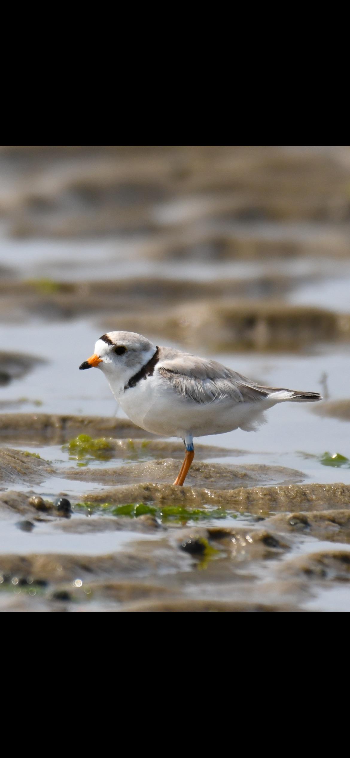 Is there a cuter bird than the Piping Plover? (Cape Henlopen SP - Delaware) | Scrolller