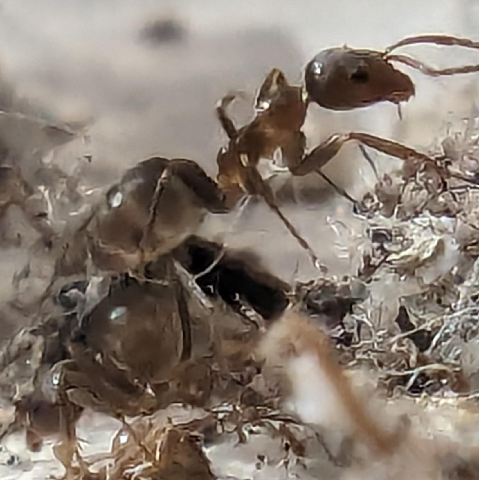 Attack of the giant ant | Scrolller