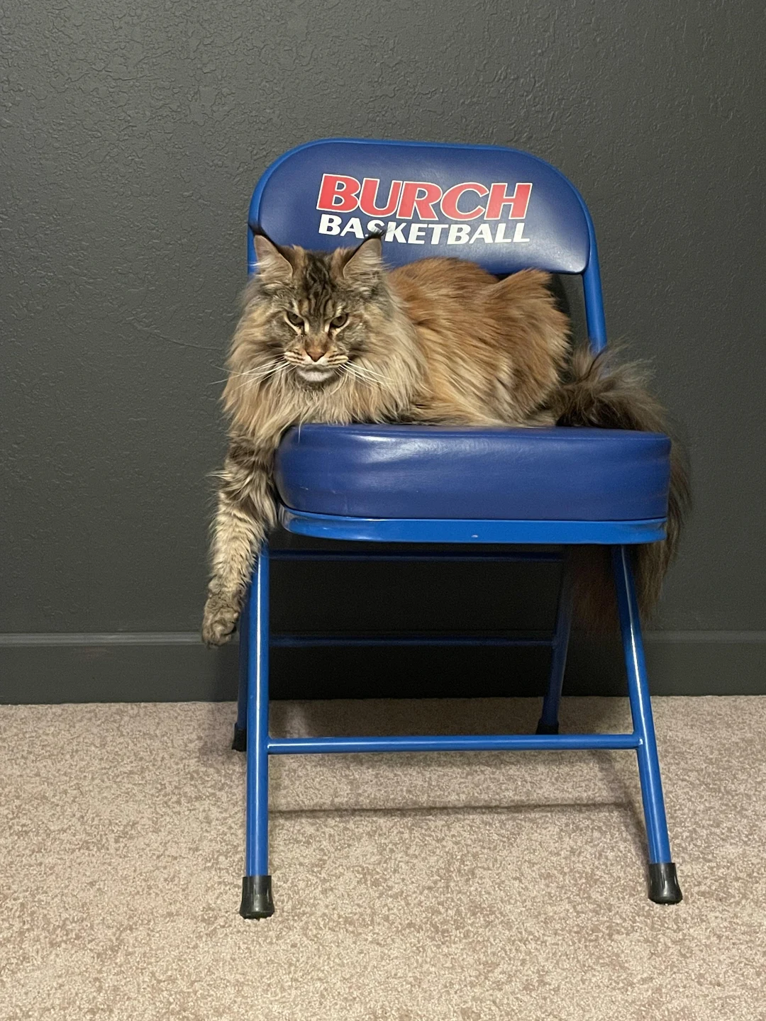 The shedding | Scrolller