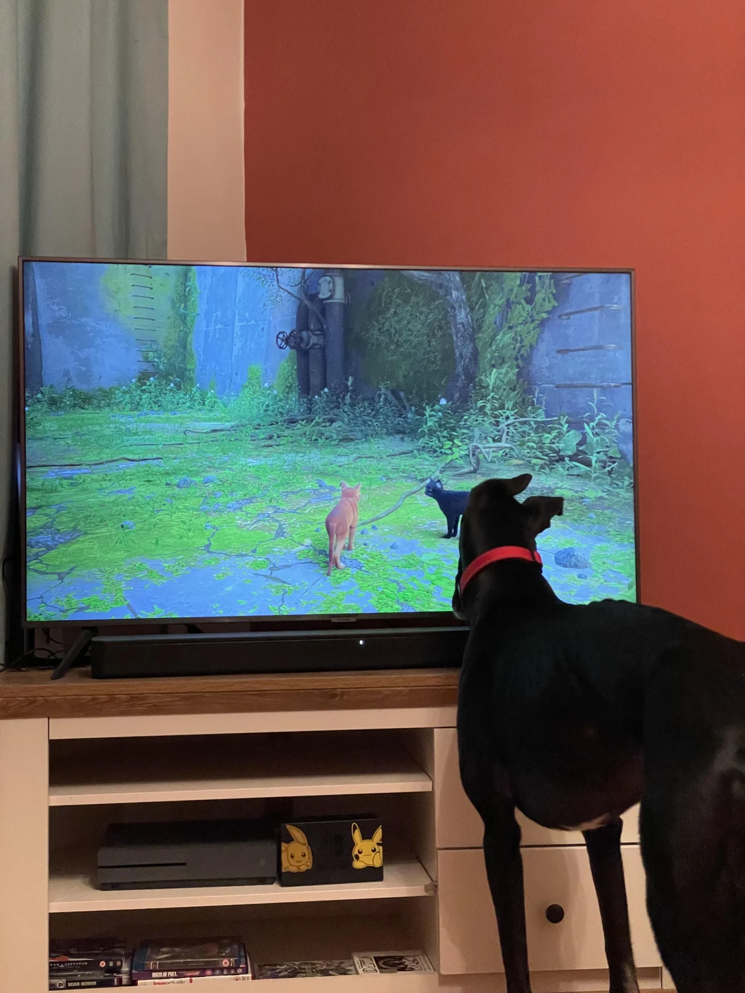 Started playing Stray and Paddy was very intrigued | Scrolller