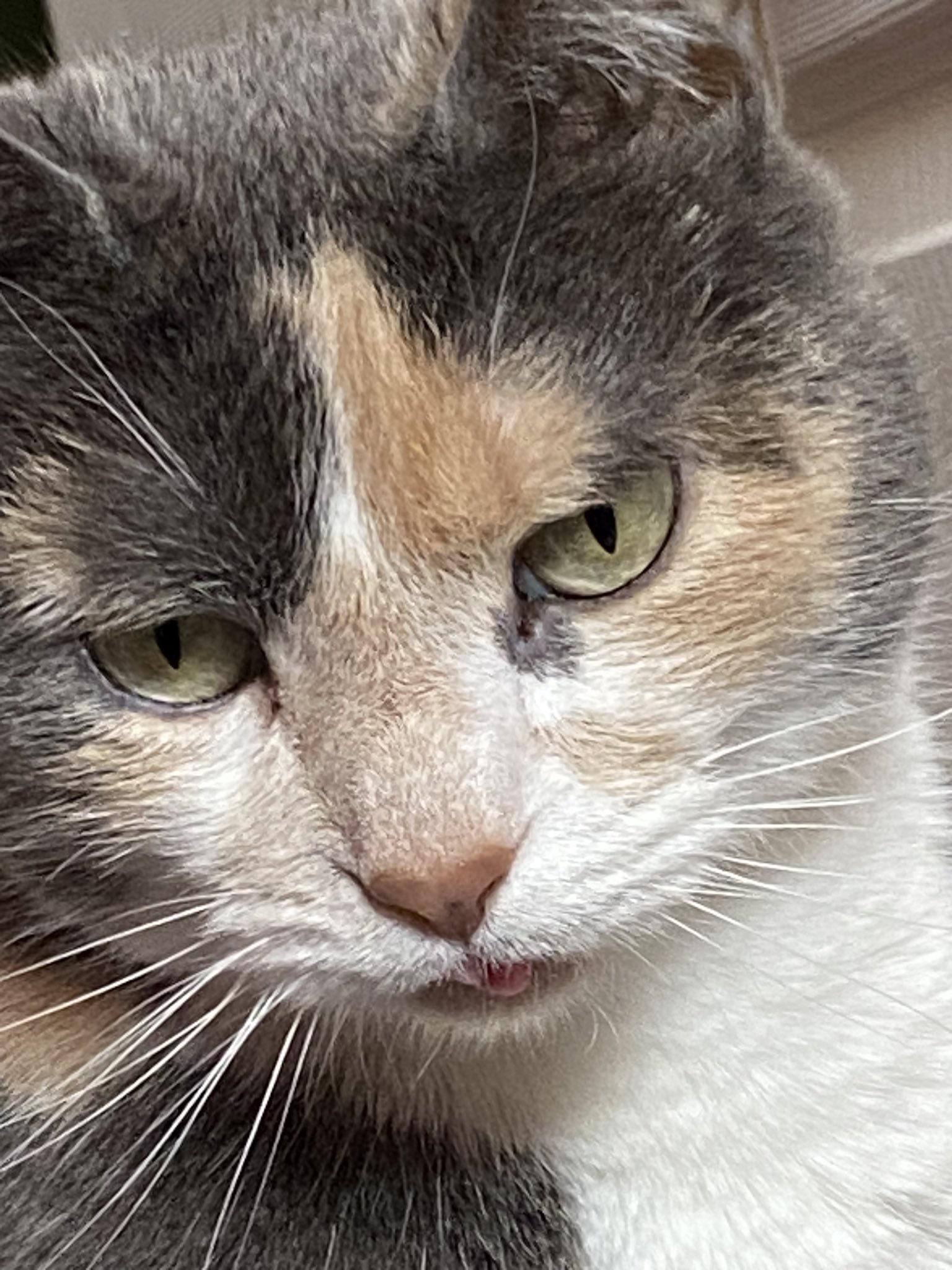 mini blep 😸 | Scrolller