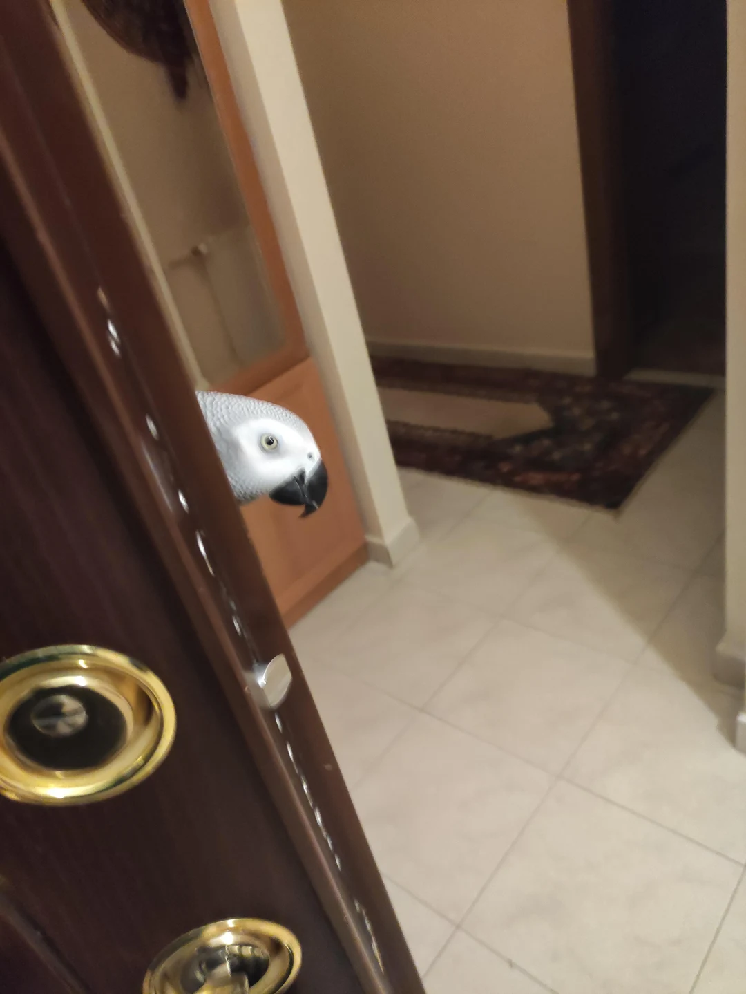 Secret party house security | Scrolller