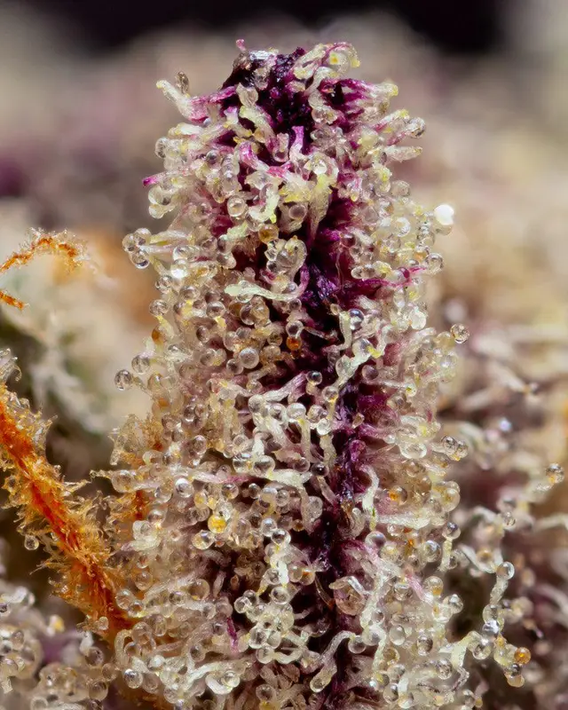 Holy Macro!!! | Scrolller