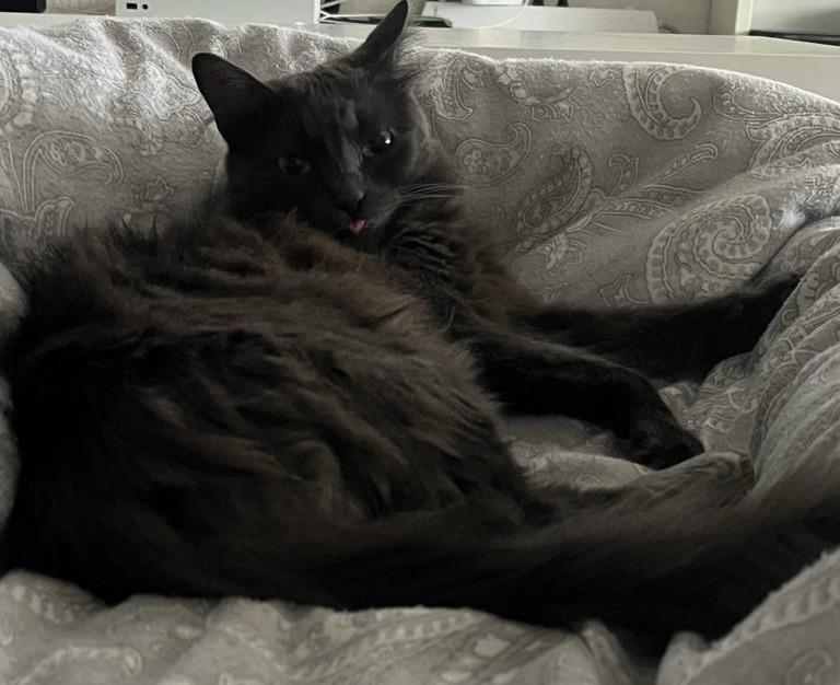 Small blep | Scrolller