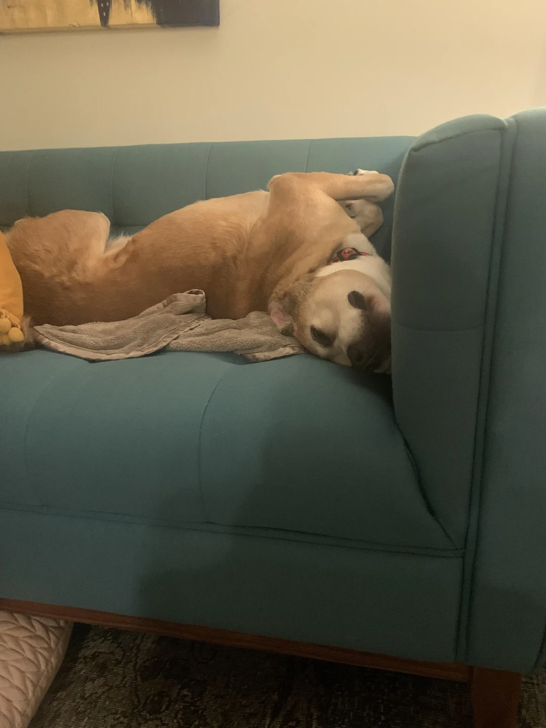 She does this all the time. How is she comfortable? | Scrolller