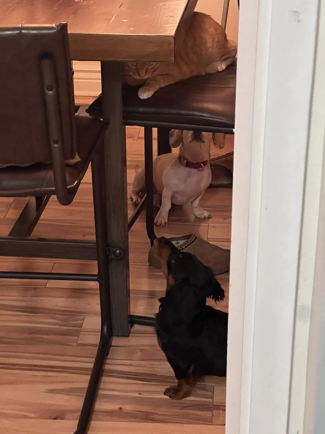 Hounds treed a cat. What now ? | Scrolller