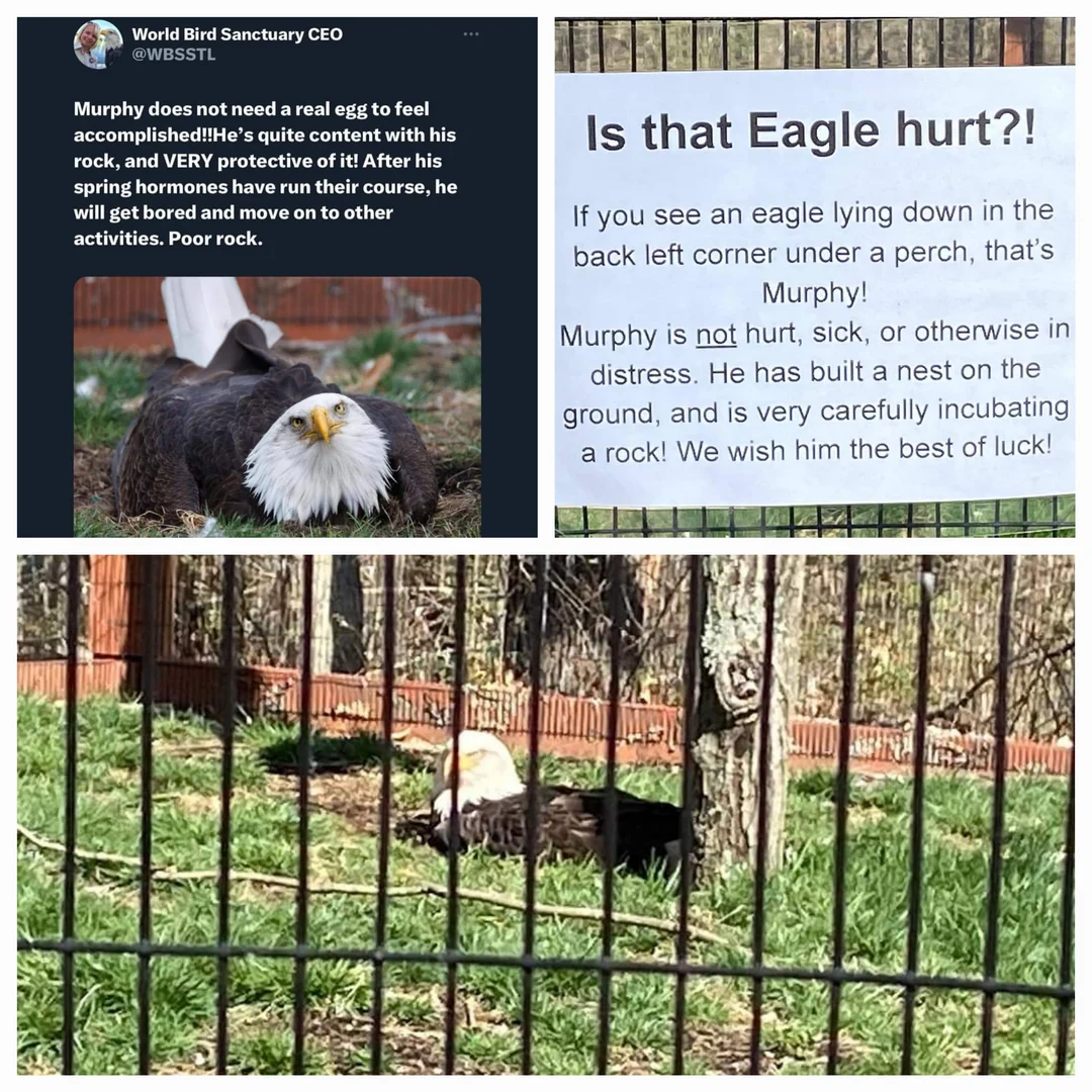 Derpy Murphy | Scrolller