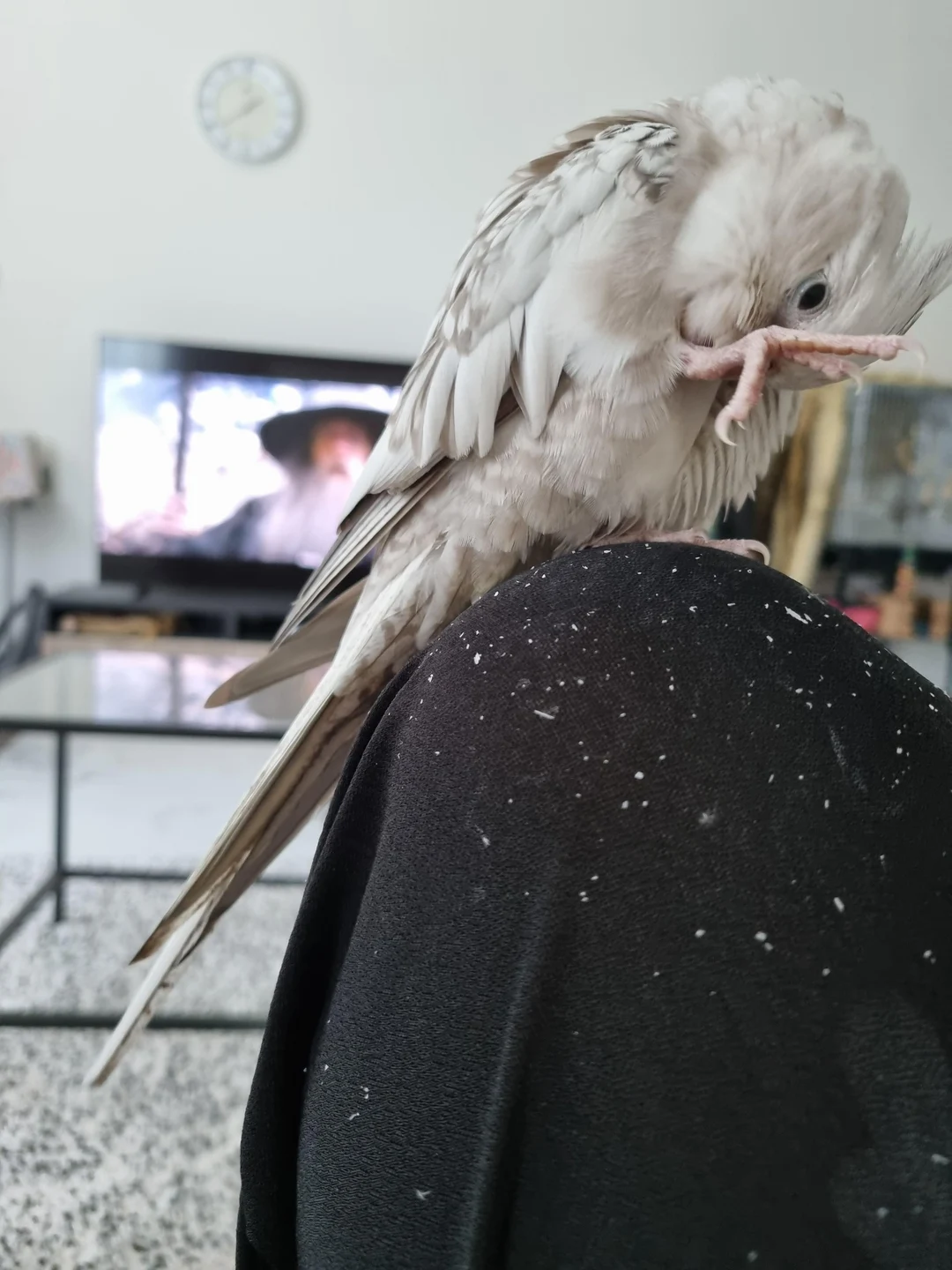 It snowed on my knee | Scrolller