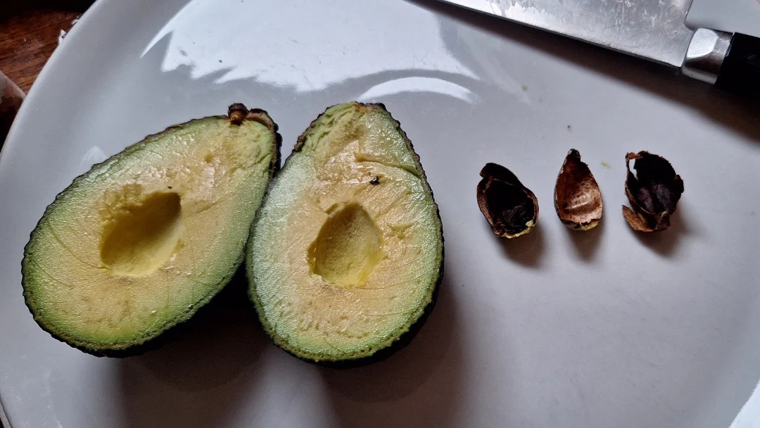 Seedless avocado | Scrolller