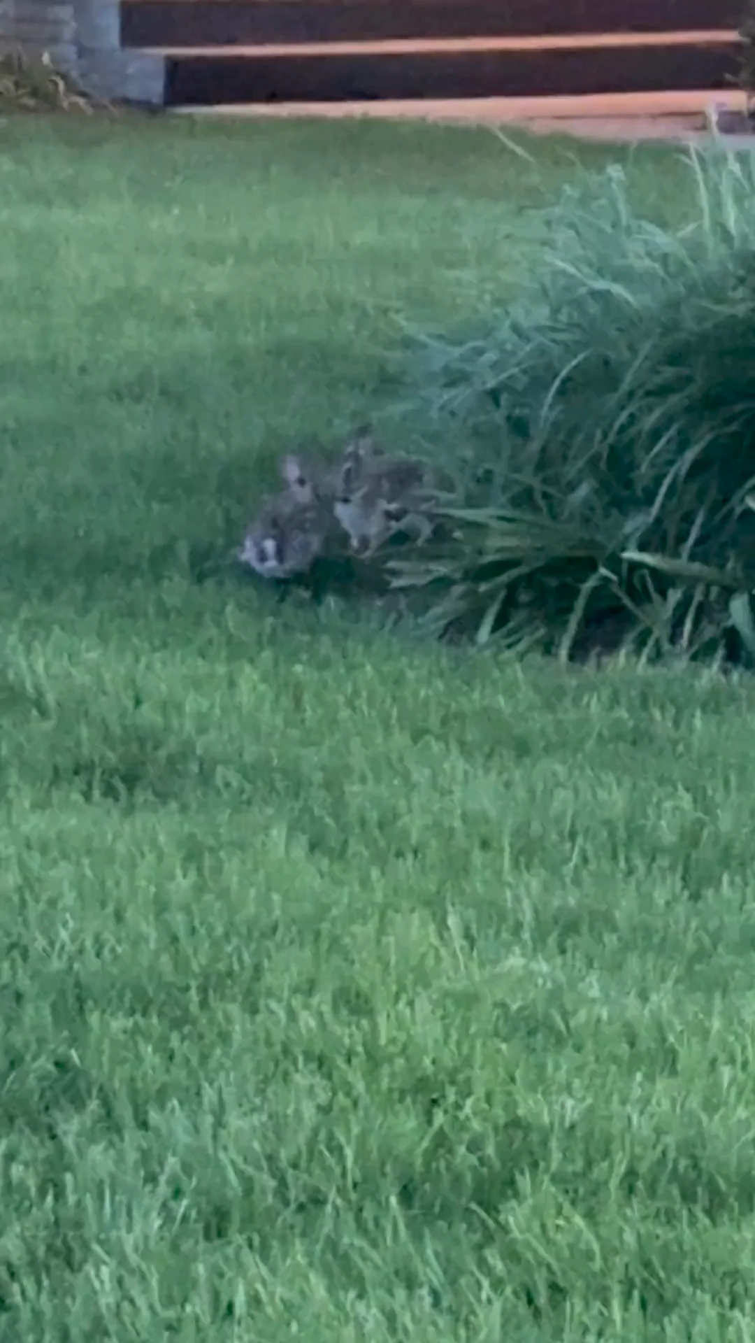 Discover more like Rabbits: Wild bunnies i saw playing together:) and Related Content | Scrolller