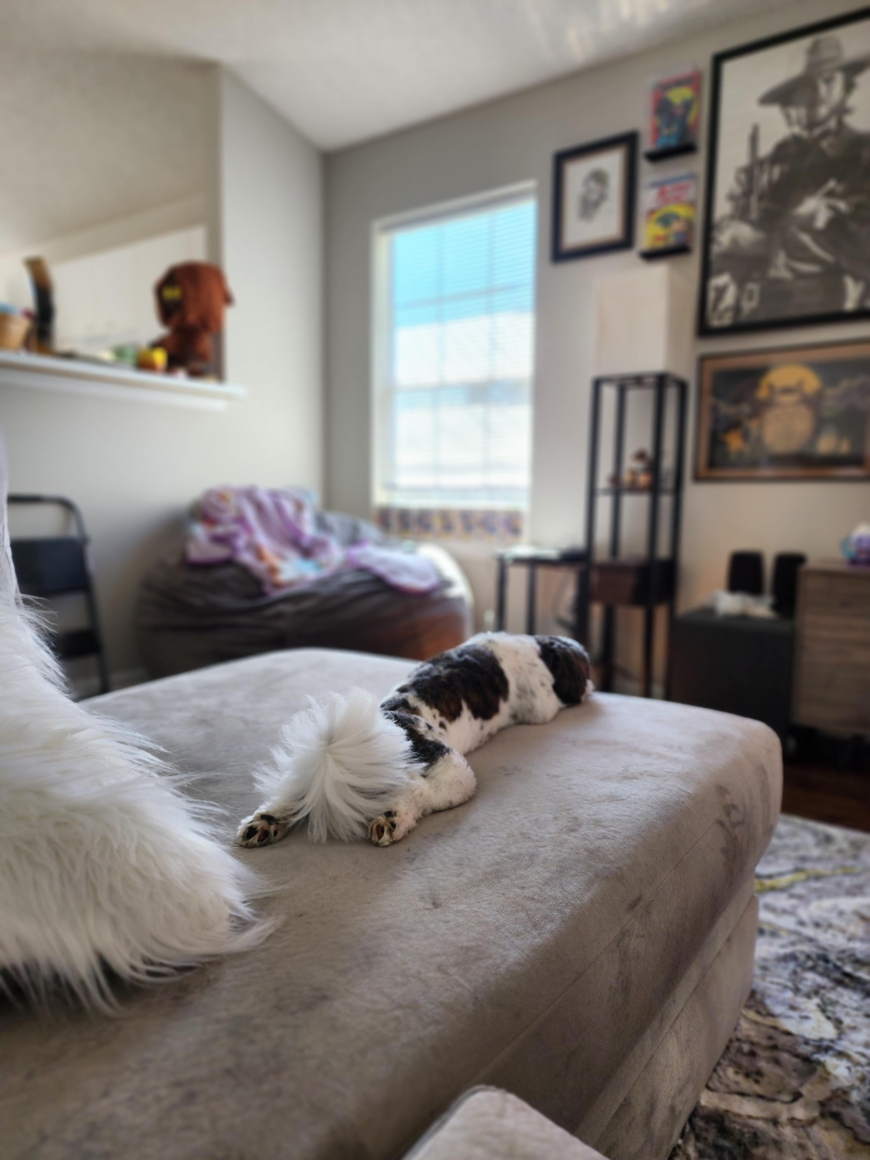 Ruff day | Scrolller