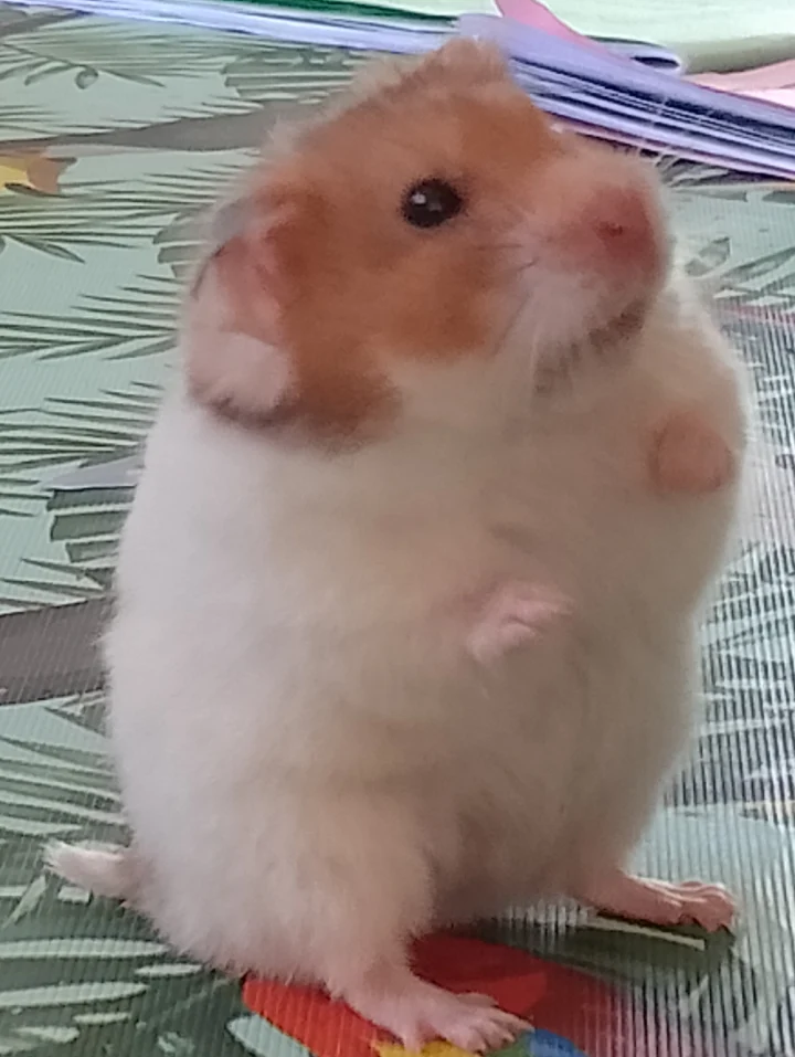 Discover more like Hamsters: Cotton ball and Related Content | Scrolller