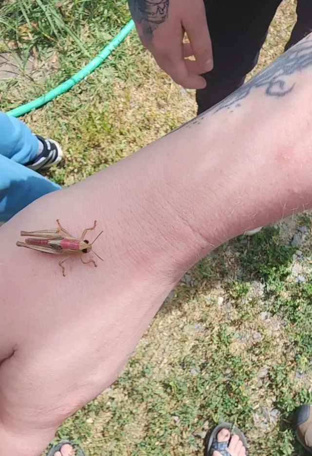 Trans grasshopper?! | Scrolller