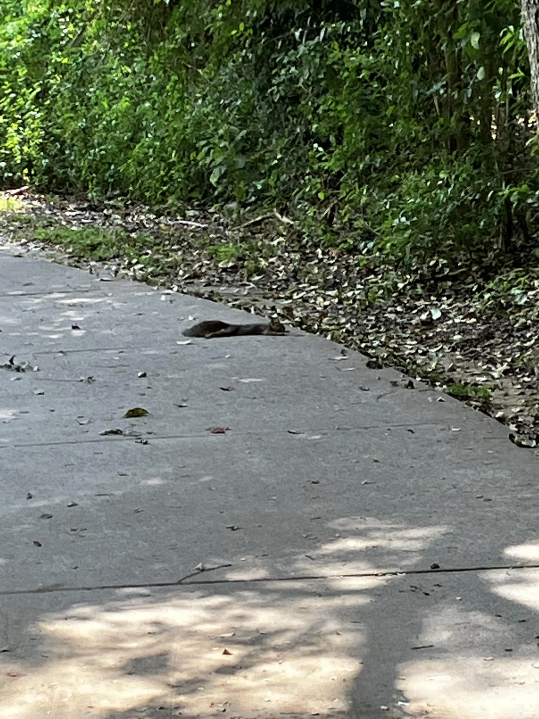 Splooting on the sidewalkto beat the Texas heat. | Scrolller