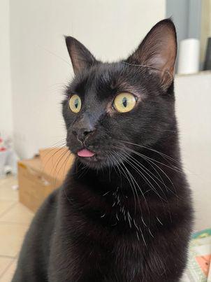 Blep of Surprise | Scrolller