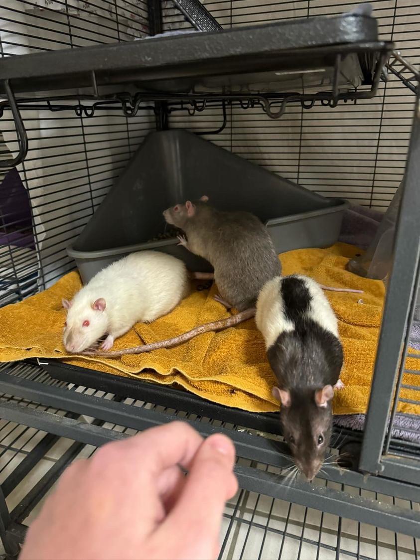 introducing older rats to young ones | Scrolller
