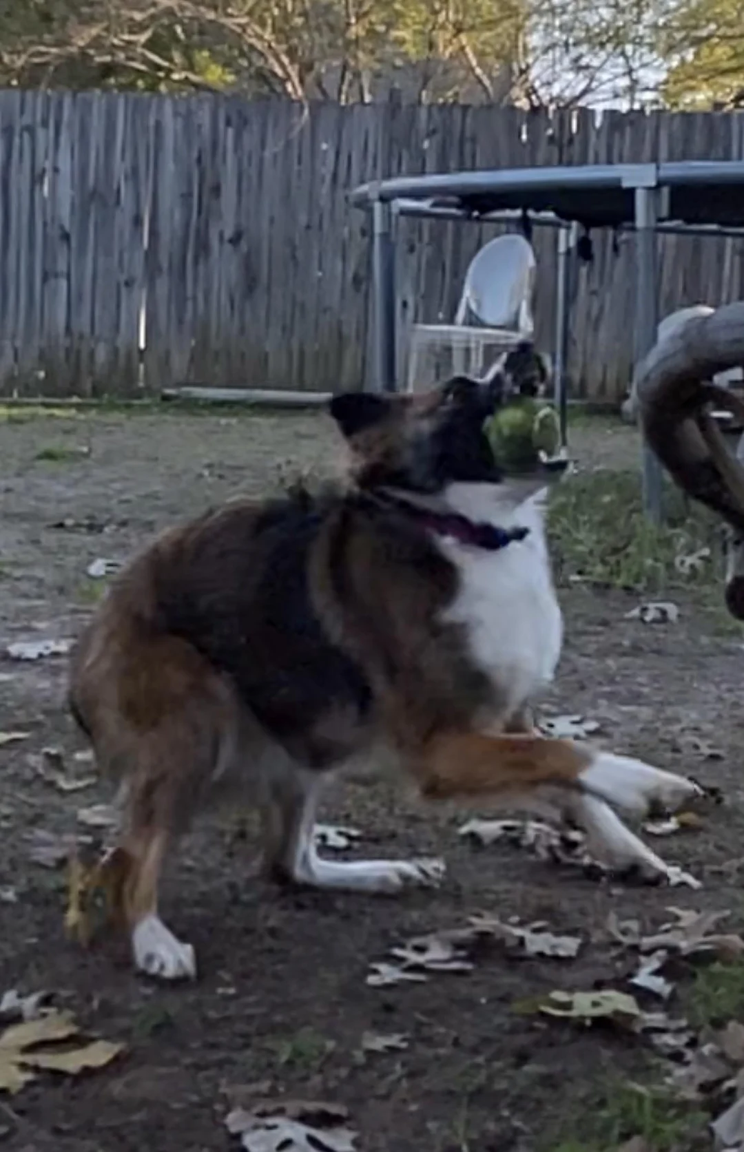i took a slo-mo video of my dog playing fetch. and there was one perfect frame. | Scrolller
