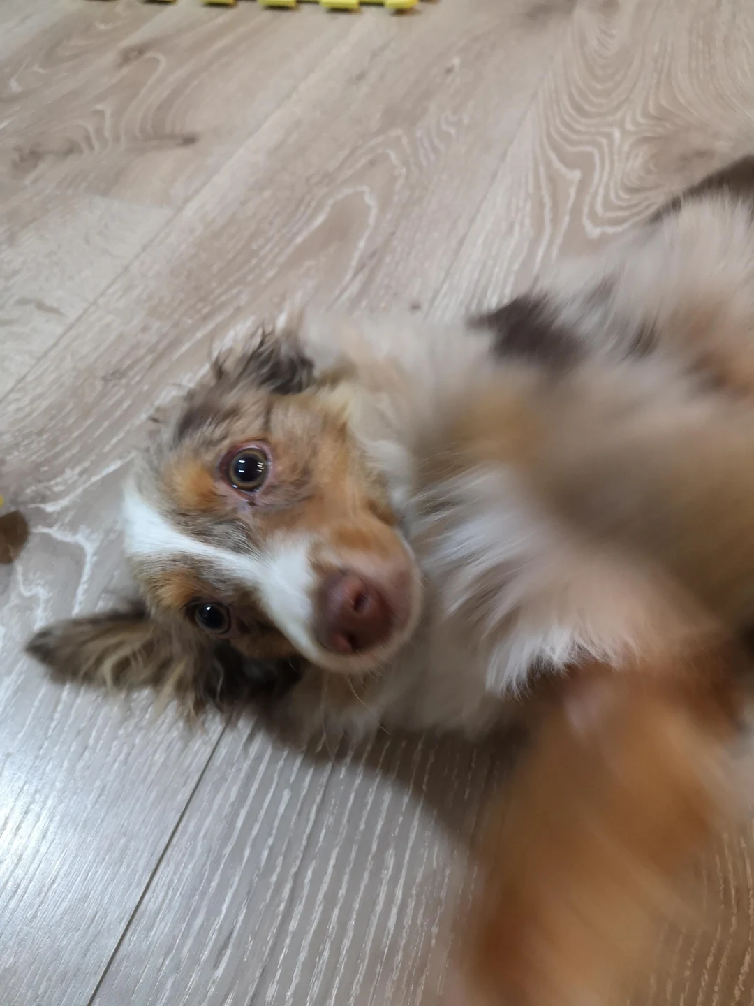 The best picture I've gotten of him while he's wiggling around getting pets | Scrolller