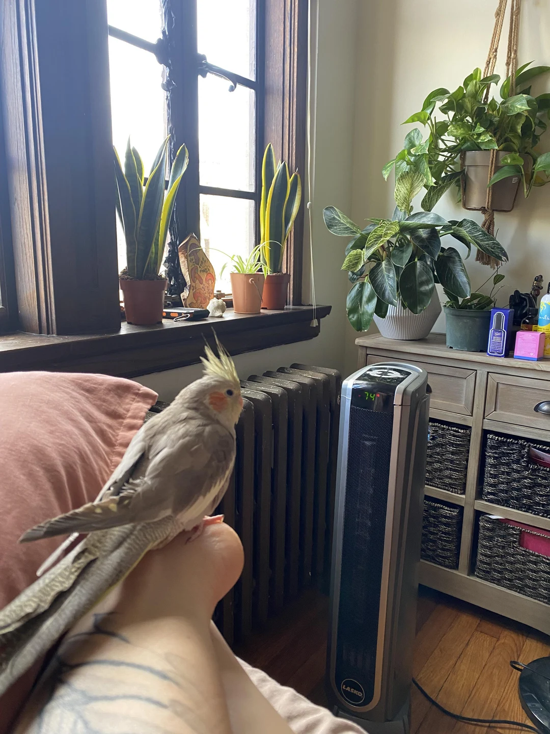 Toasty chicken nugget 🐔 | Scrolller