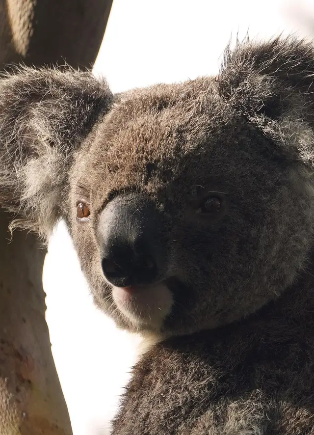 Koala in the wild: Burleigh Heads QLD | Scrolller