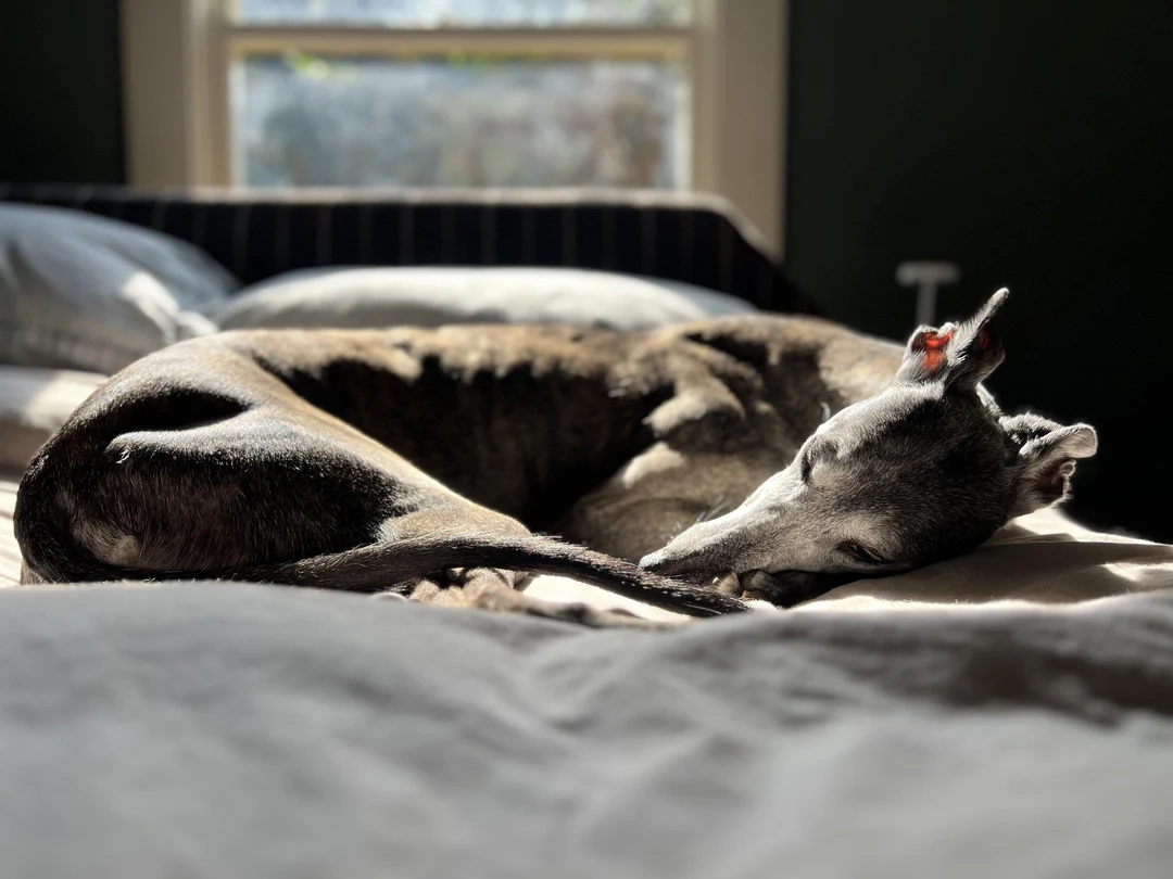 Pippin always finds her light | Scrolller