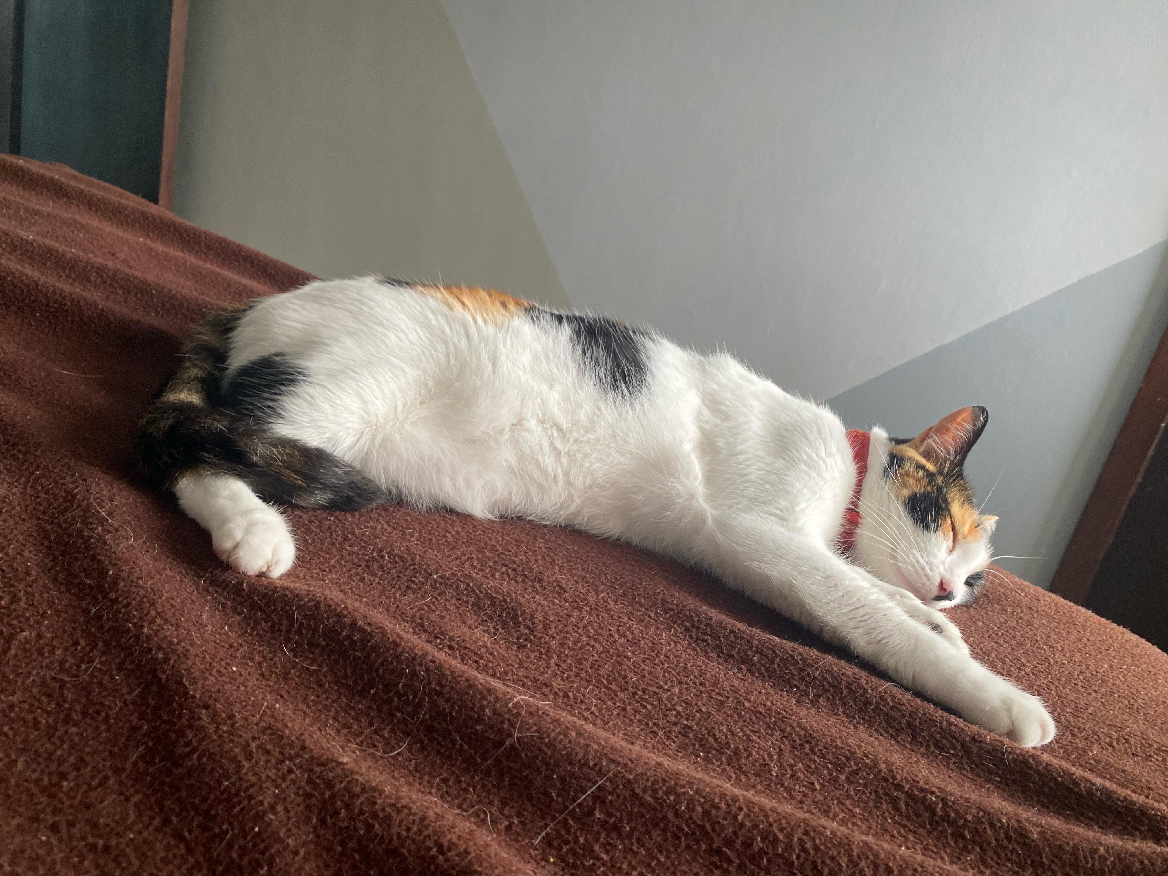 Sleeping Sleeping Sleeping That Is 50 Of Her Daily Routine 40 Eating