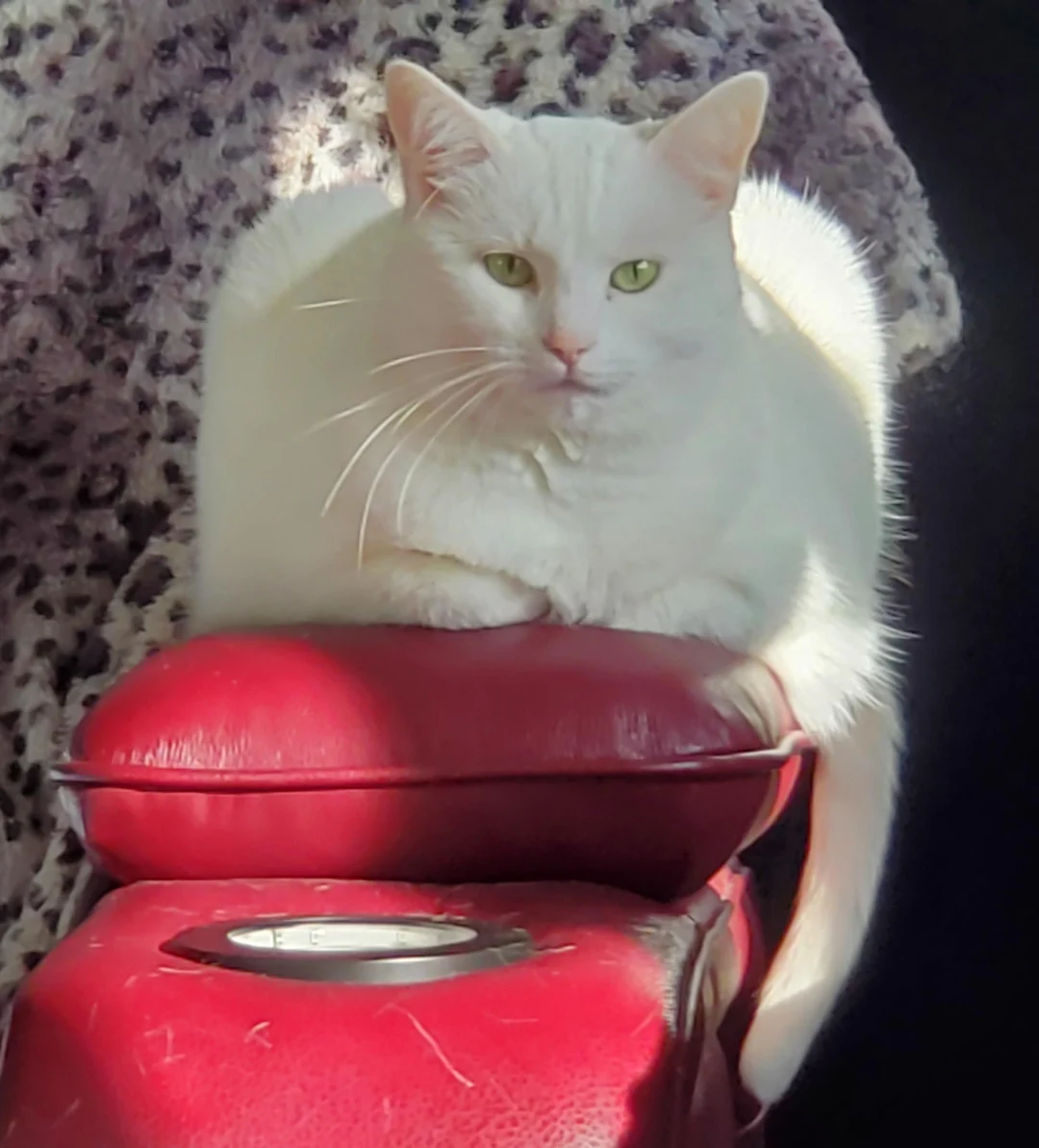 Nice little white loaf | Scrolller