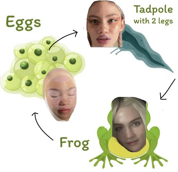 Life Cycle 💚 | Scrolller