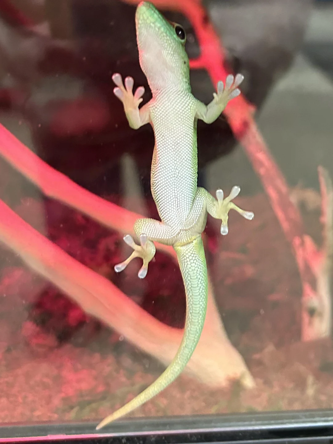 Need Help Sexing Giant Day Gecko | Scrolller
