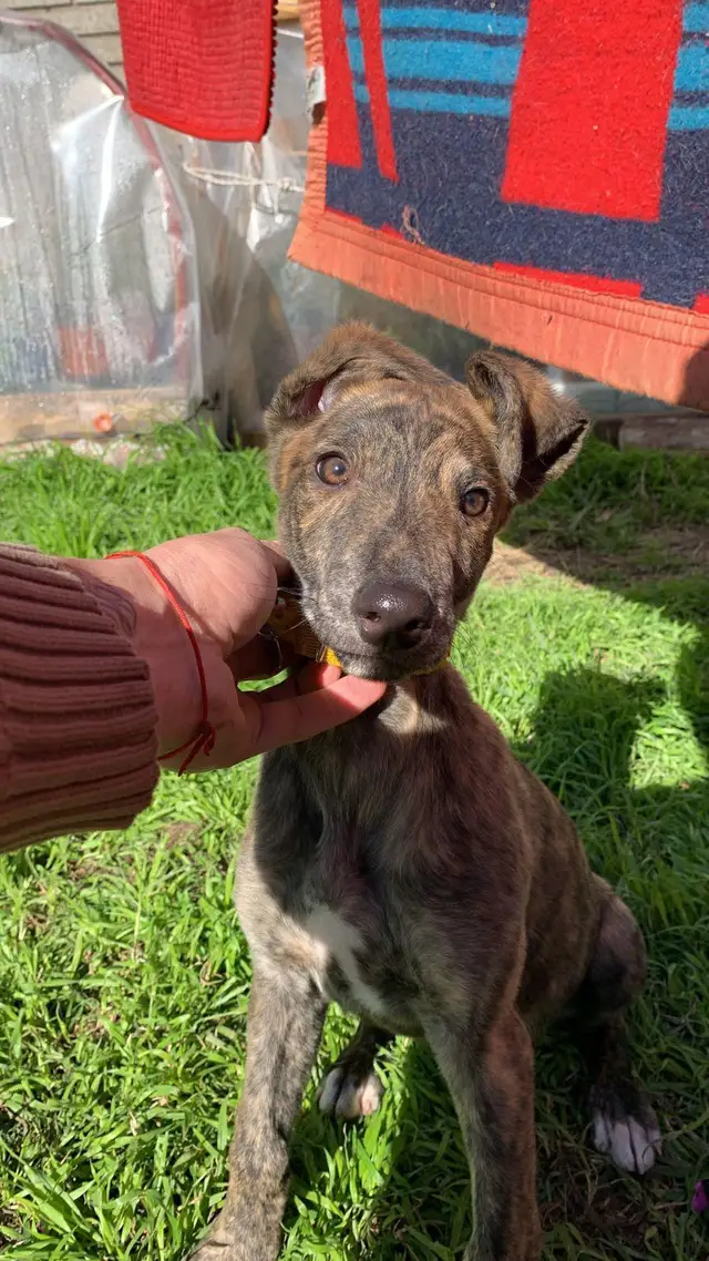 The prettiest greyhound in town! 🐕 (OC) | Scrolller