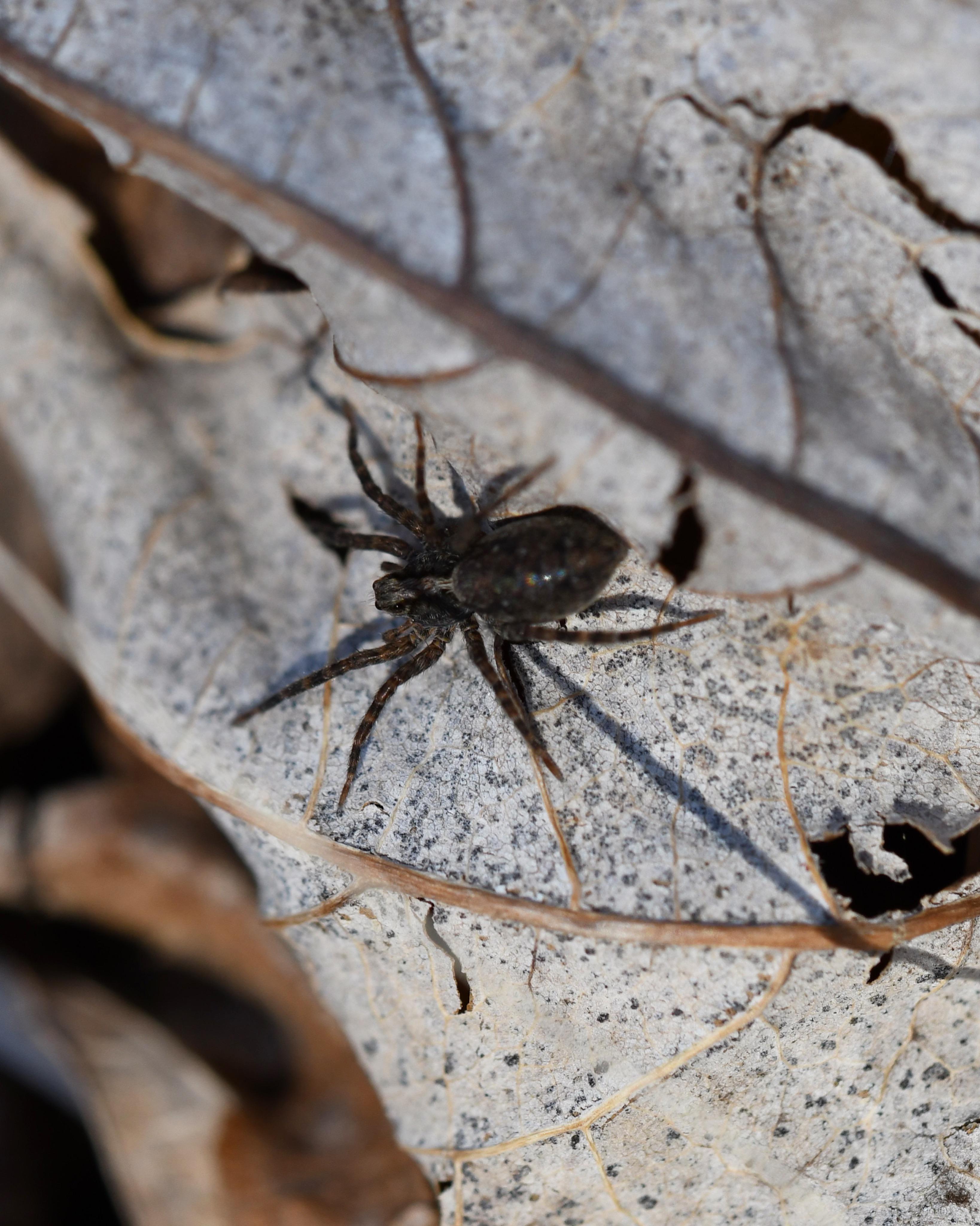 Wolf Spider | Scrolller